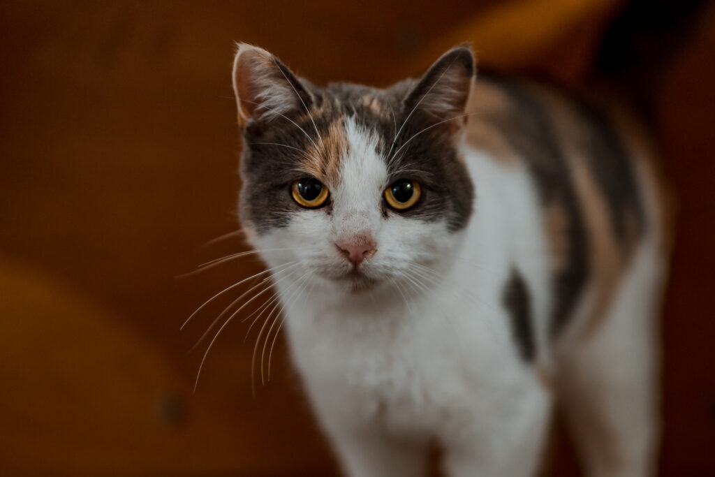 Seminar Zavetišče je lahko svetišče – Minami Kat