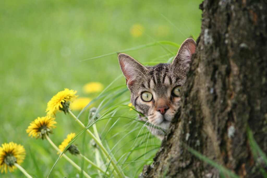 PRVA OSEBNA OBRAVNAVA – Minami Kat